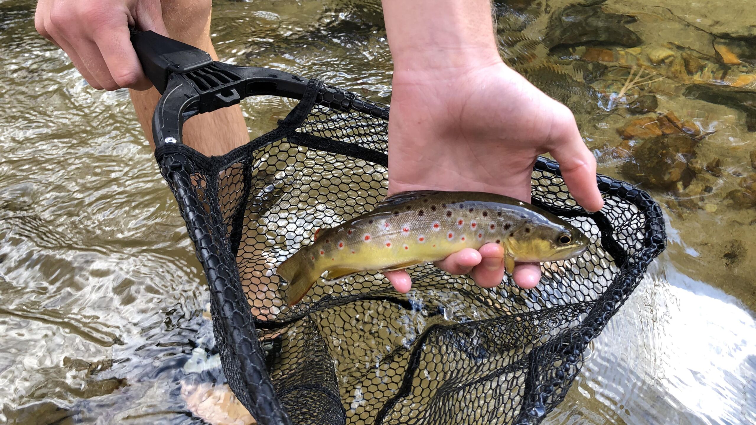 How to Catch River Trout: Tips and Techniques for Trout Fishing in Rivers