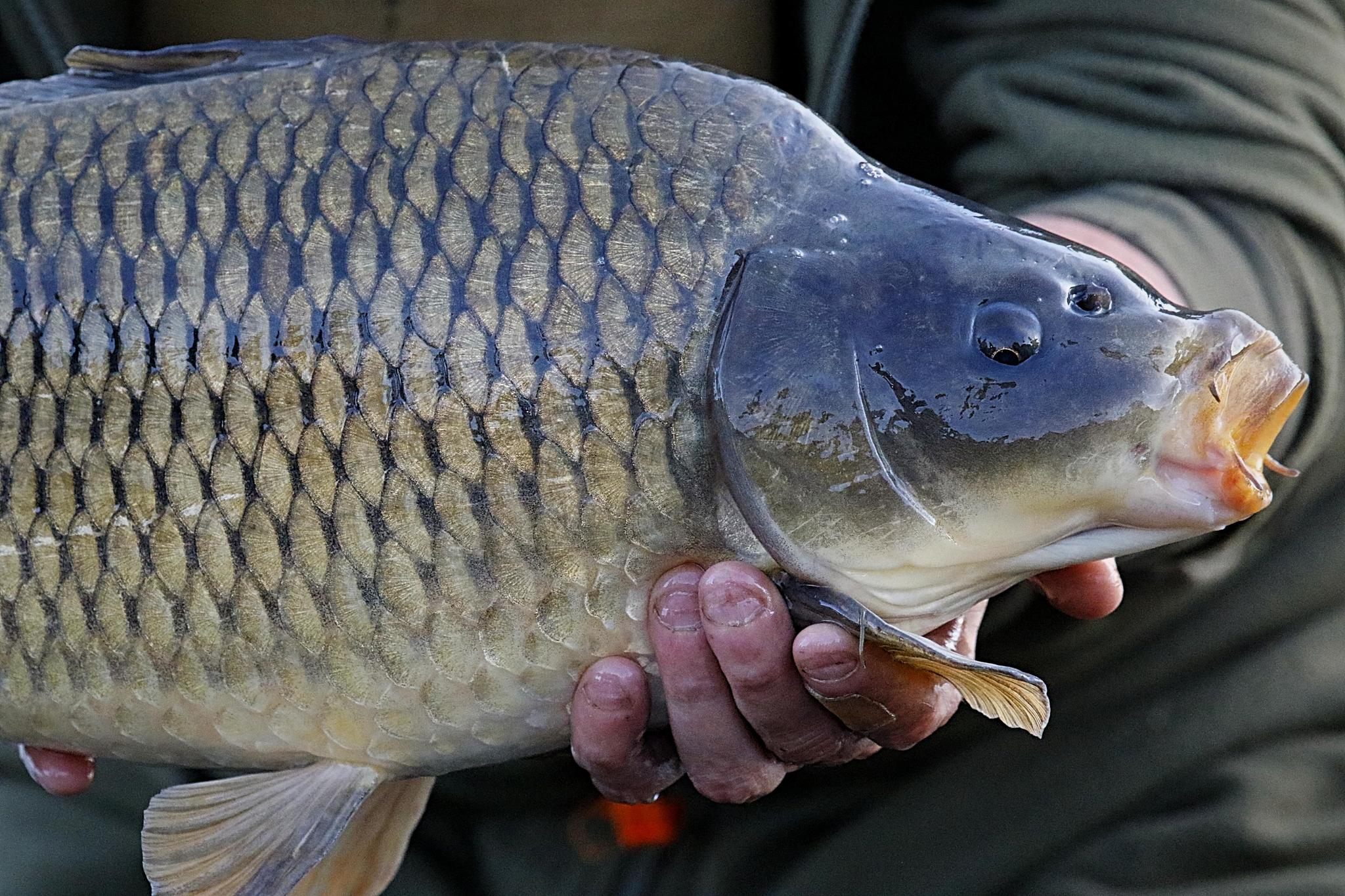 Ultimate Guide to Catching Carp: Tips and Techniques