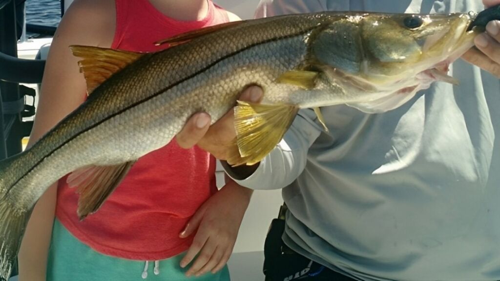 Florida Snook Season: Everything You Need to Know – Fishbox