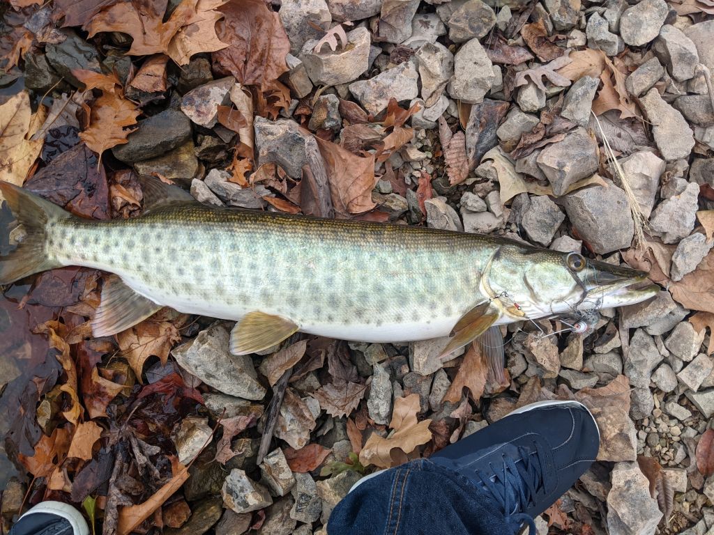 Difference Between Musky and Pike l Muskellunge vs Northern Pike